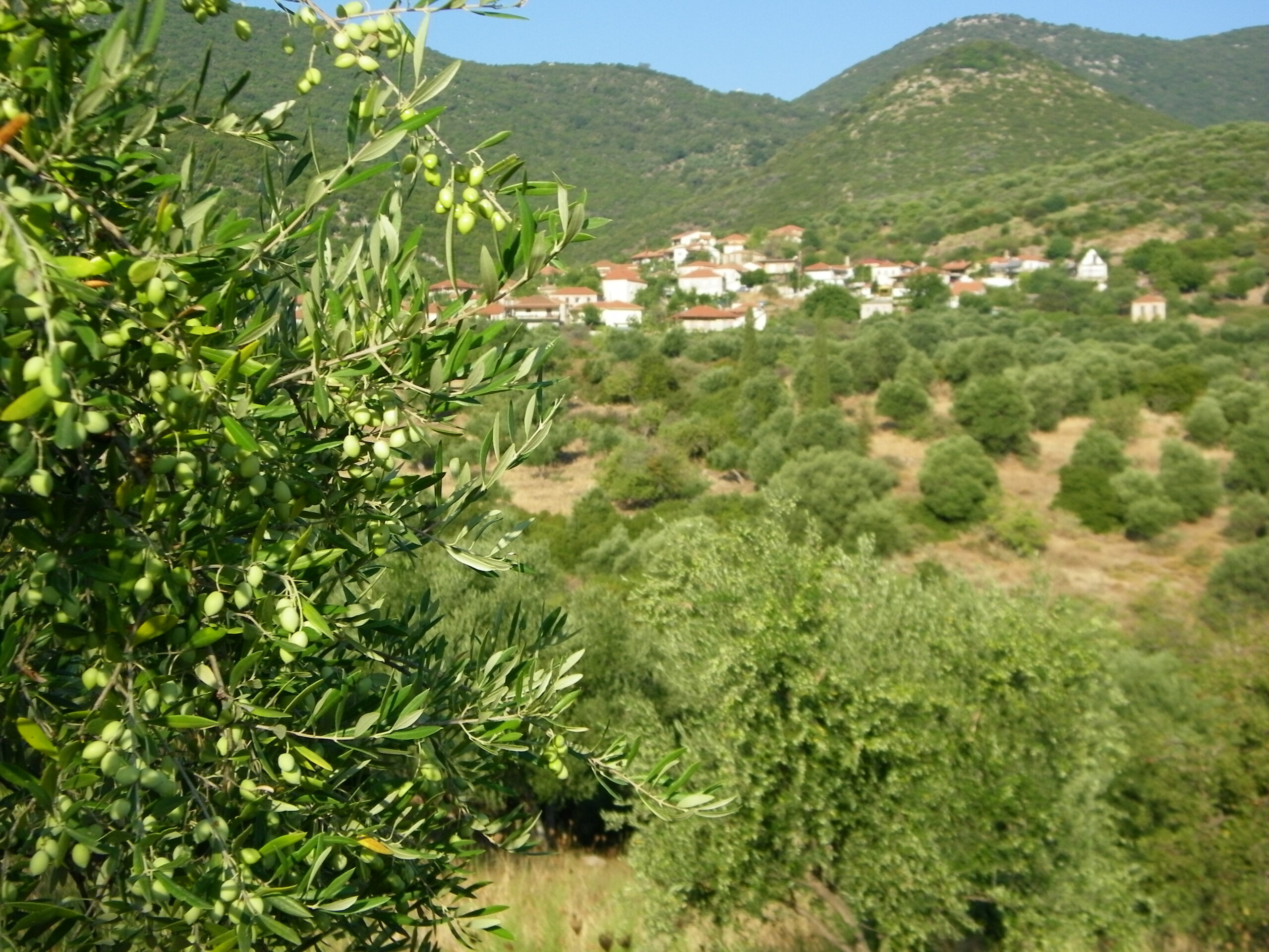 Χλωρίδα και πανίδα – ΝΟΣΤΟΣ εκ φύσεως